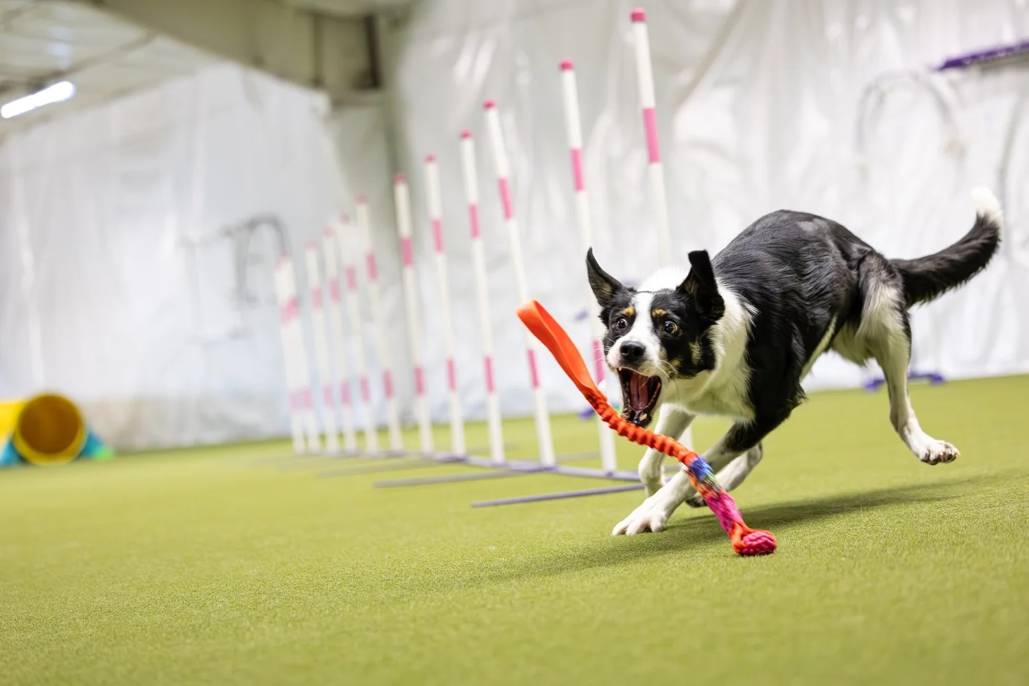CATC | Dog Sports Trainers in Boulder County