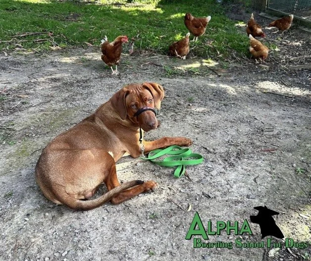 The Alpha Canine Group