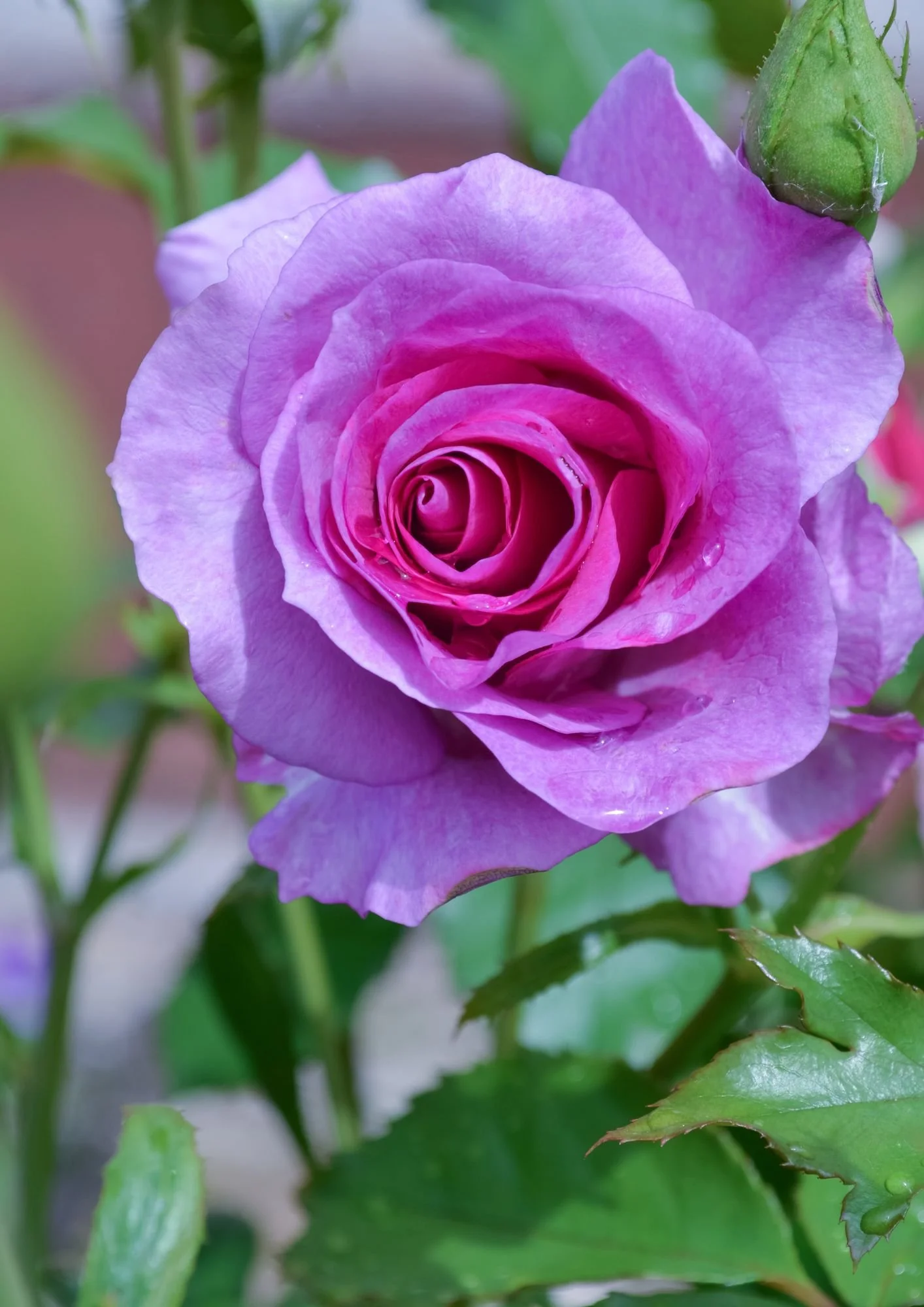 The Rose Of Autumn — Heart Whispers Poetry