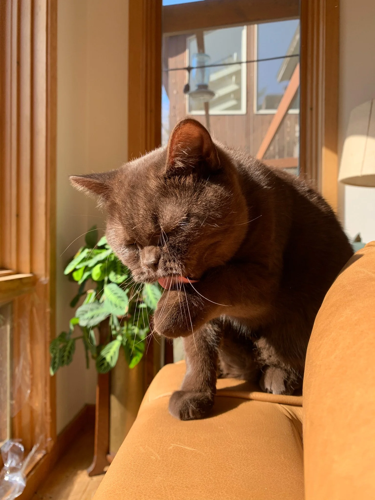 Ivy and Fern Cattery