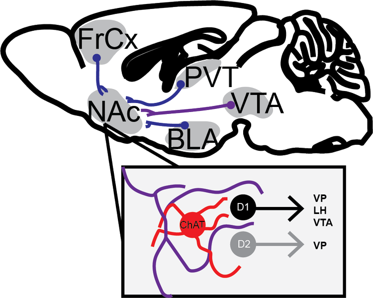 Research — Fraser Lab