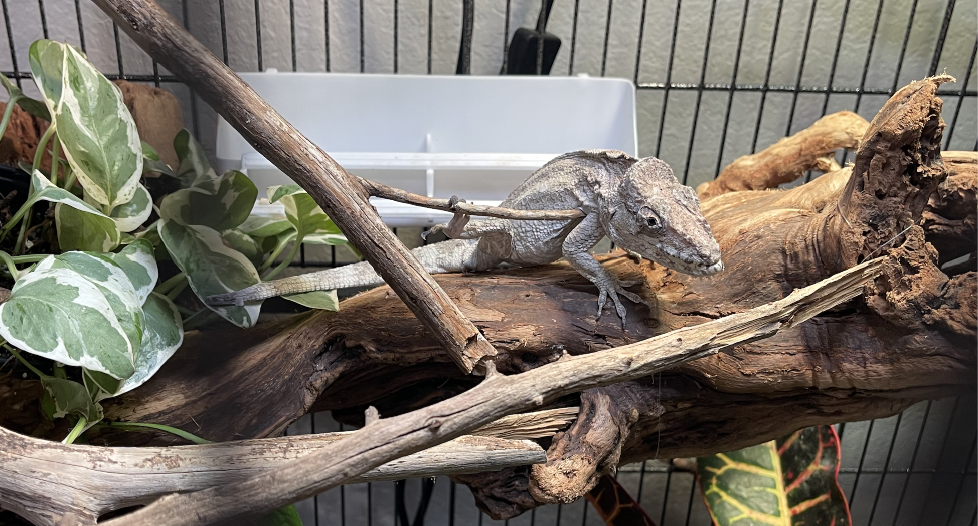 Cuban False Chameleon: Care Guide — Beavers Creatures