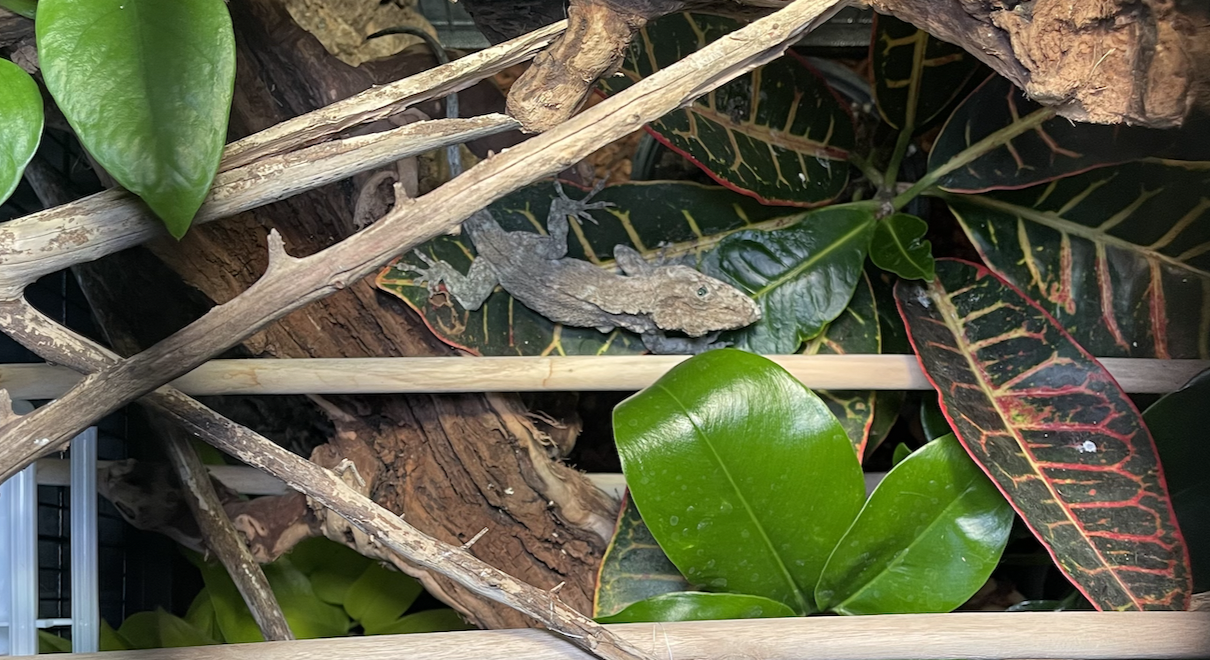 Cuban False Chameleon: Care Guide — Beavers Creatures