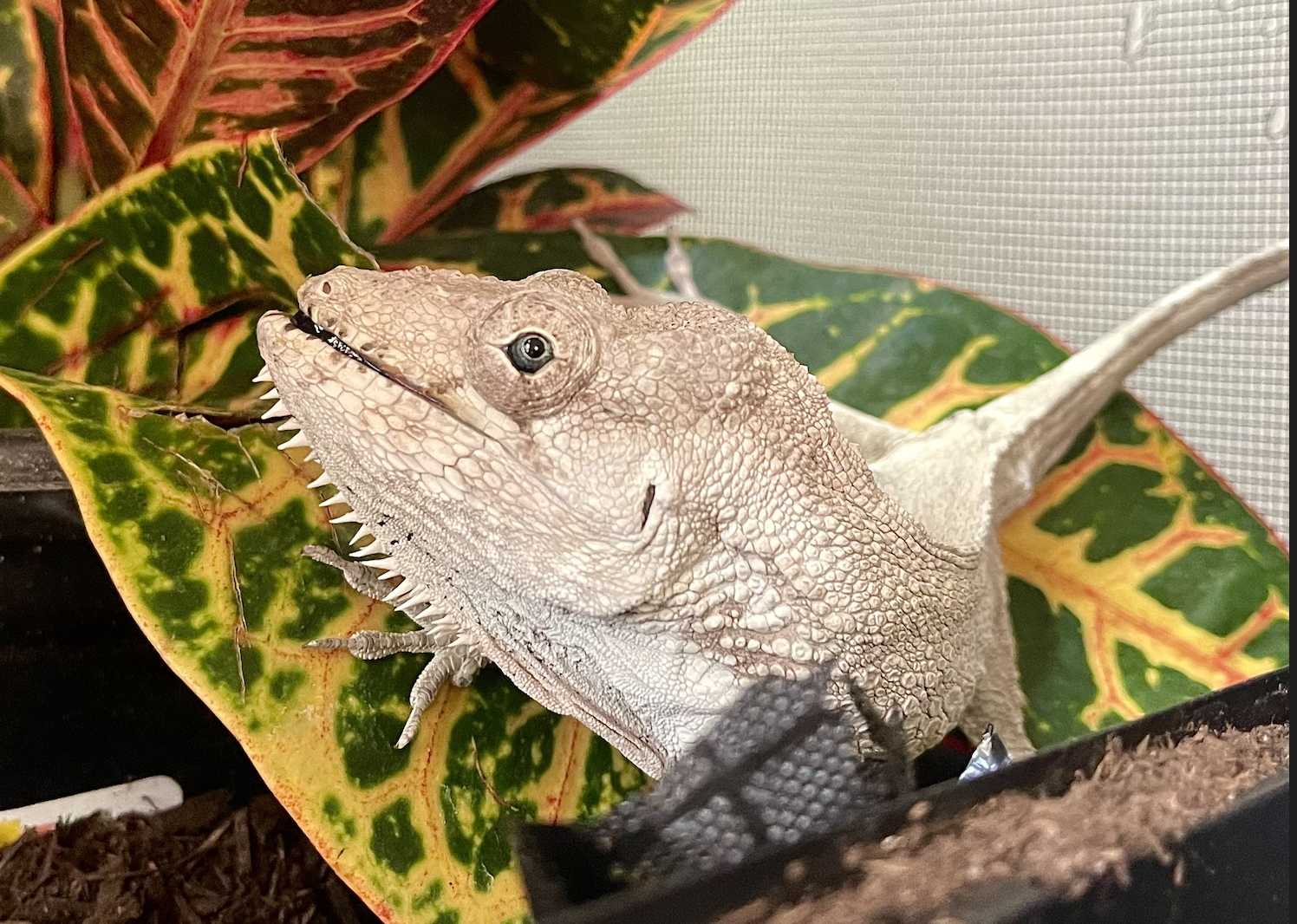 Cuban False Chameleon: Care Guide — Beavers Creatures