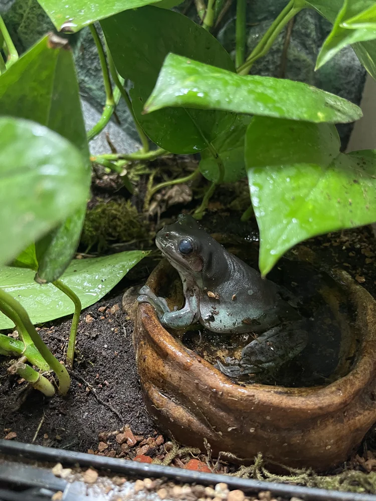 The Ultimate Care Guide for White's Tree Frogs — Beavers Creatures