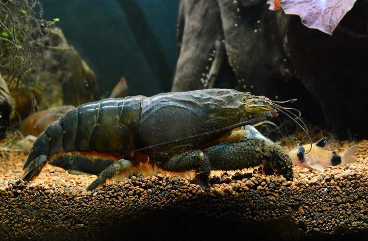 Vampire Shrimp: Care Guide — Beavers Creatures