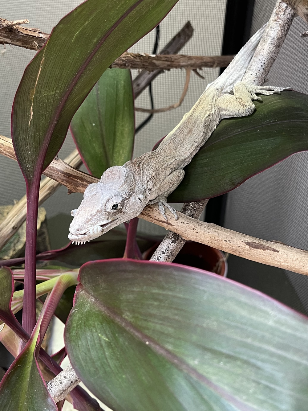 Cuban False Chameleon: Care Guide — Beavers Creatures