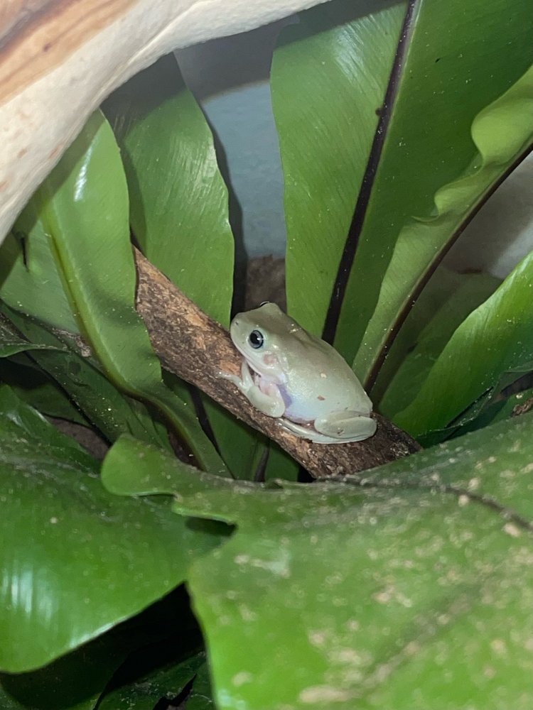 The Ultimate Care Guide for White's Tree Frogs — Beavers Creatures