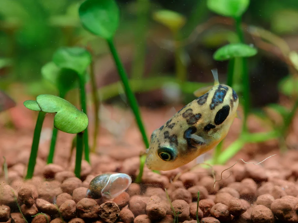 Pea Puffer Care Guide: Everything You Need To Know — Beavers Creatures