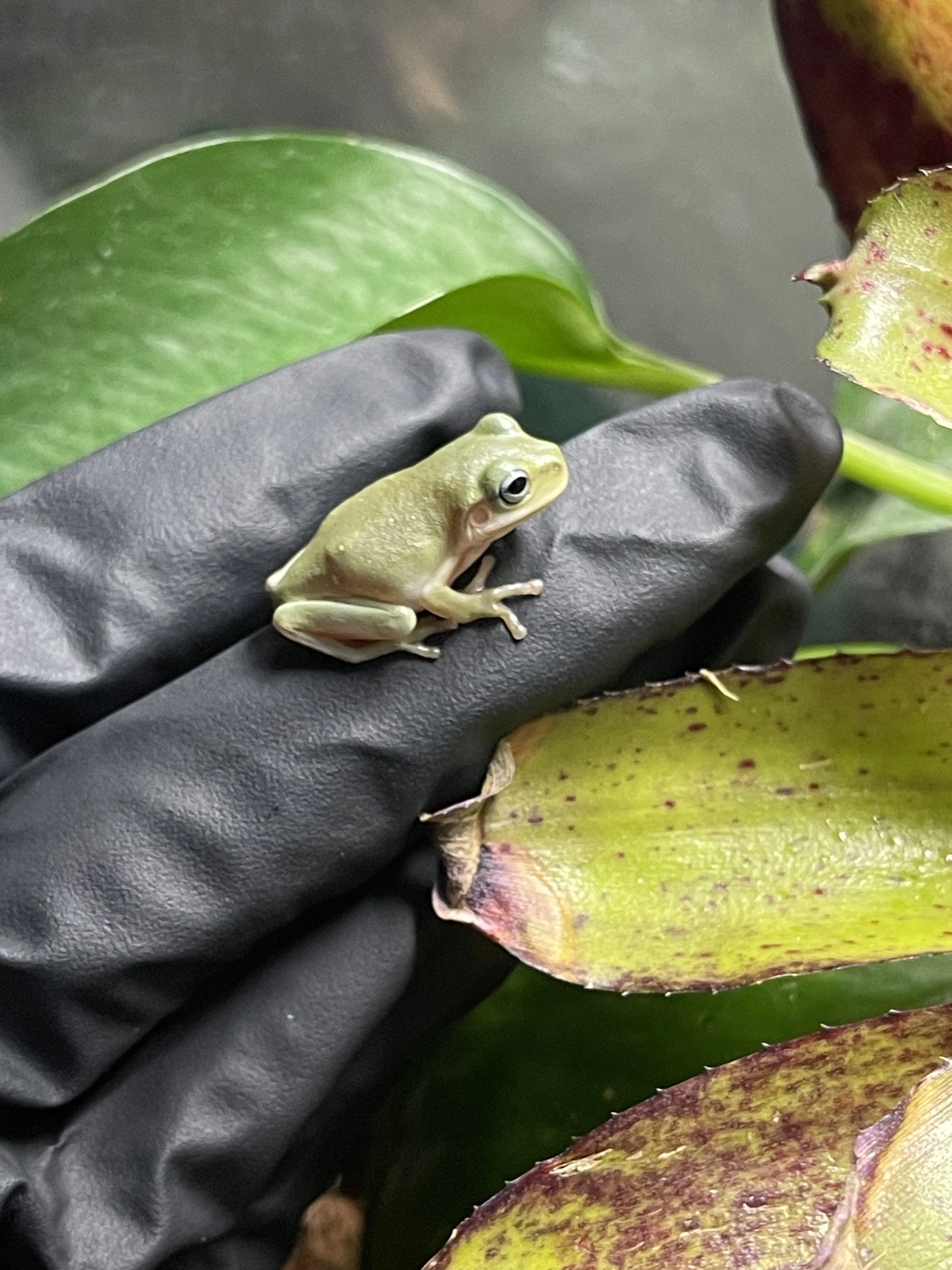The Ultimate Care Guide for White's Tree Frogs — Beavers Creatures