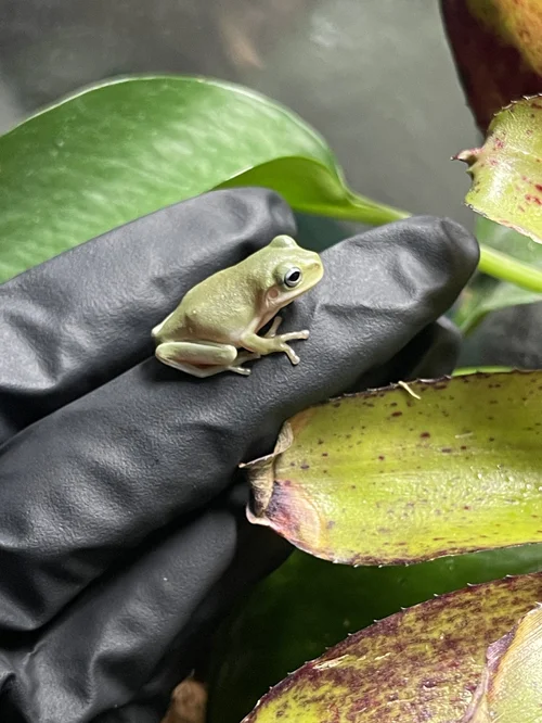 The Ultimate Care Guide for White's Tree Frogs — Beavers Creatures