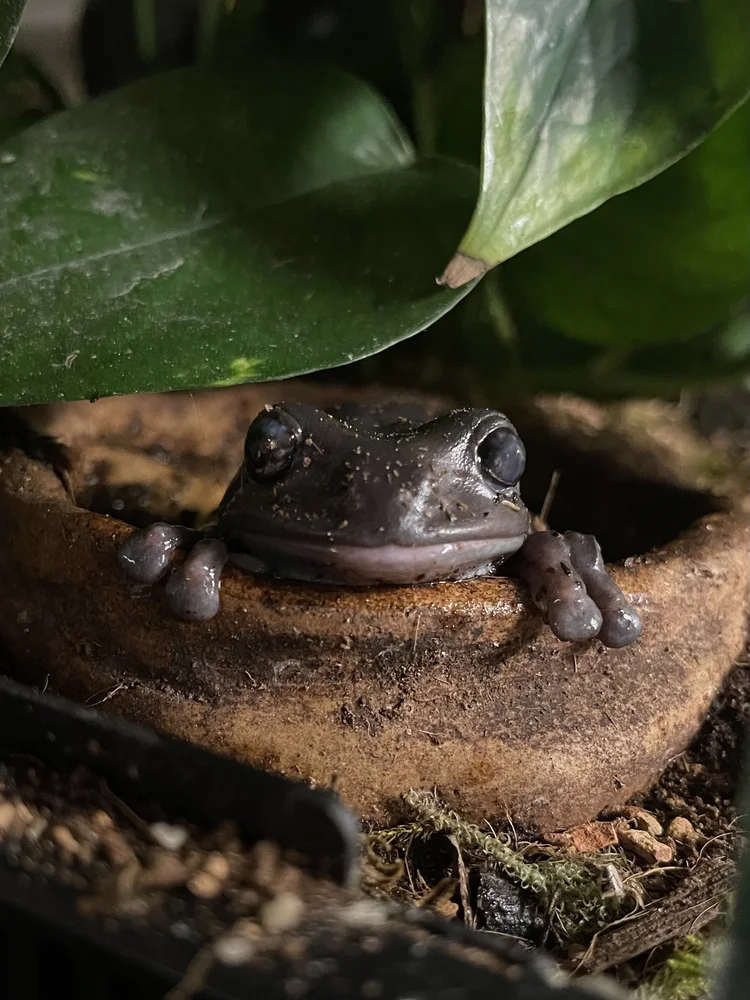 The Ultimate Care Guide for White's Tree Frogs — Beavers Creatures