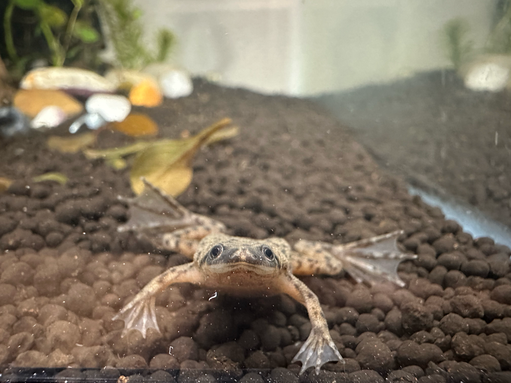 African Dwarf Frog: Care Guide — Beavers Creatures