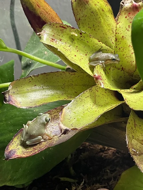 The Ultimate Care Guide for White's Tree Frogs — Beavers Creatures