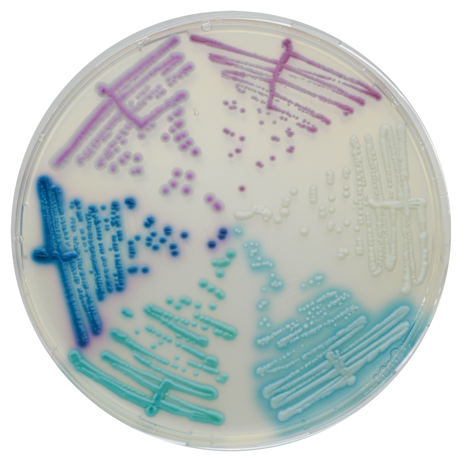 COLOREX Products | COLOREX™: Microbiology in Color