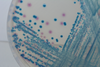 COLOREX Products | COLOREX™: Microbiology in Color