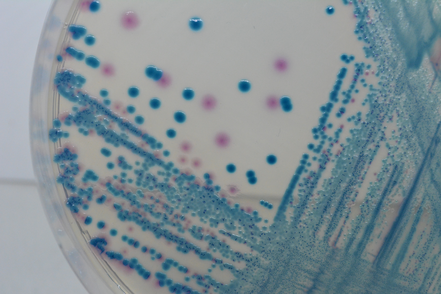 COLOREX Products | COLOREX™: Microbiology in Color