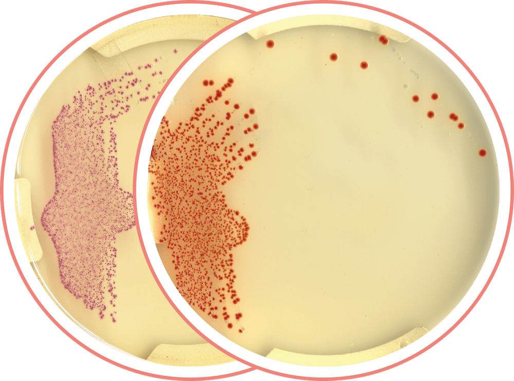 COLOREX Products | COLOREX™: Microbiology in Color