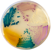 COLOREX Products | COLOREX™: Microbiology in Color