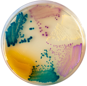 COLOREX Products | COLOREX™: Microbiology in Color