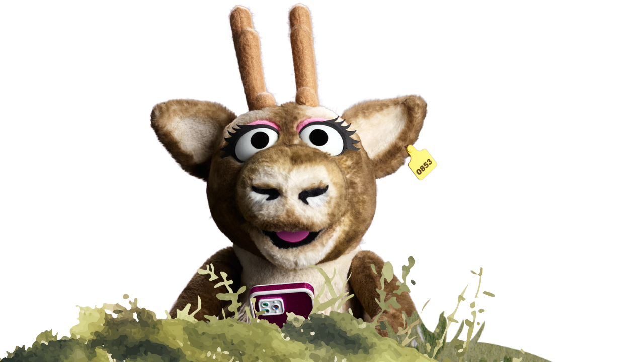 Northern Tails TV | Meet the Characters — Northern Tails