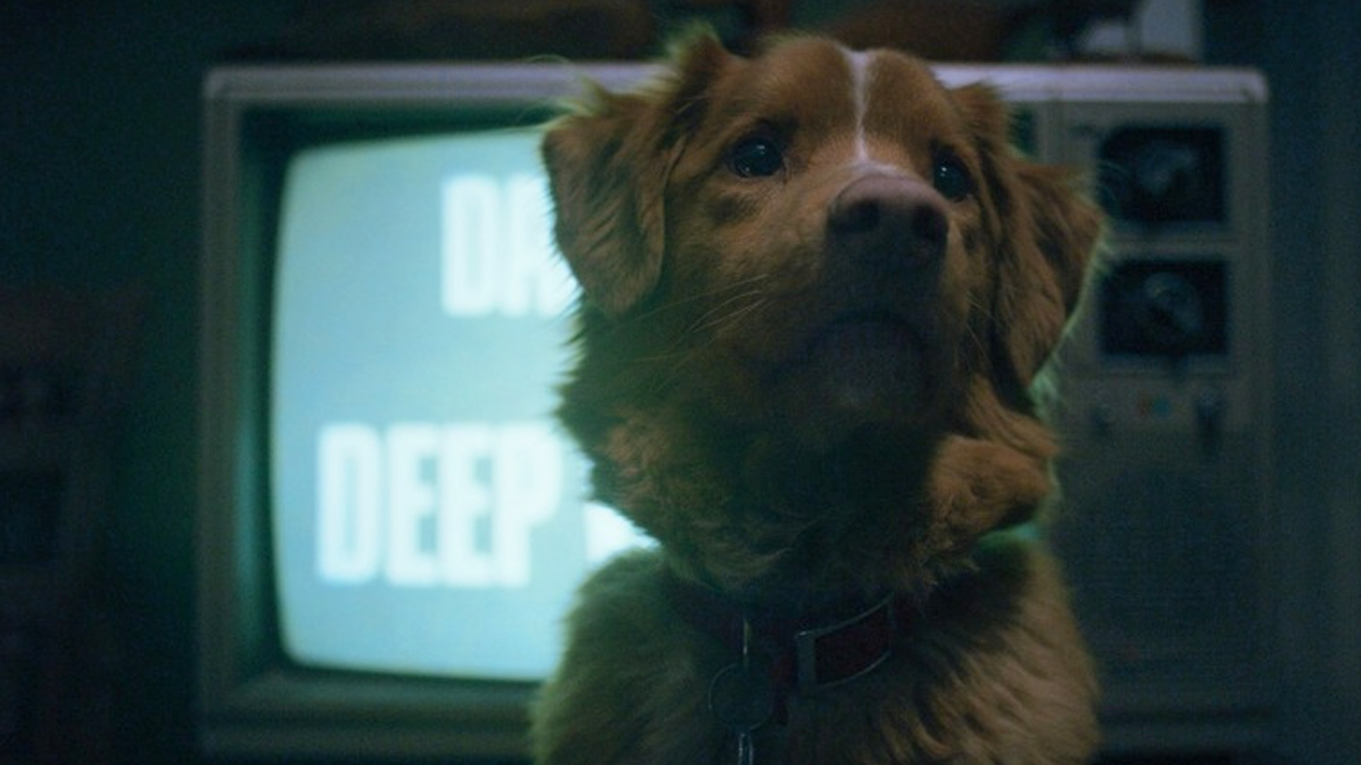Good Boy Trailer Unleashes Chilling Horror From a Dog's POV — Stardust ...