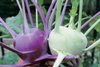 Kohlrabi — Red Door Family Farm