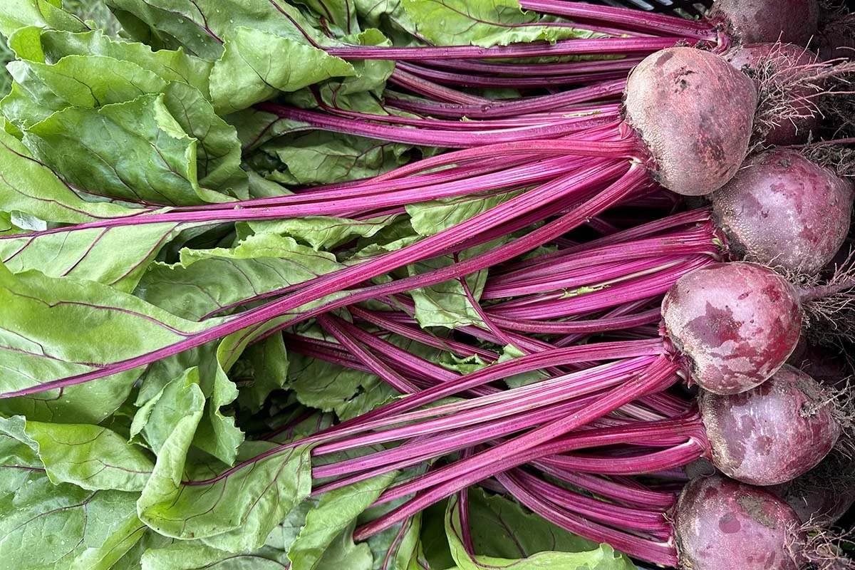 Beets — Red Door Family Farm
