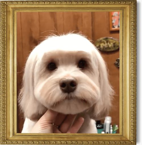 The Many Faces of JRG — Jess Rona Grooming