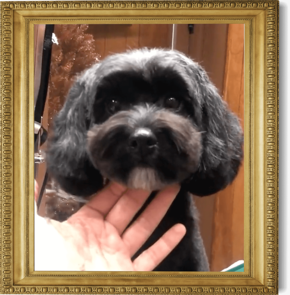 The Many Faces of JRG — Jess Rona Grooming