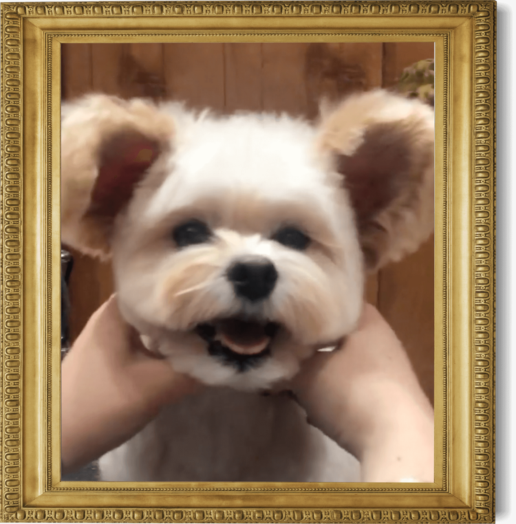 The Many Faces of JRG — Jess Rona Grooming