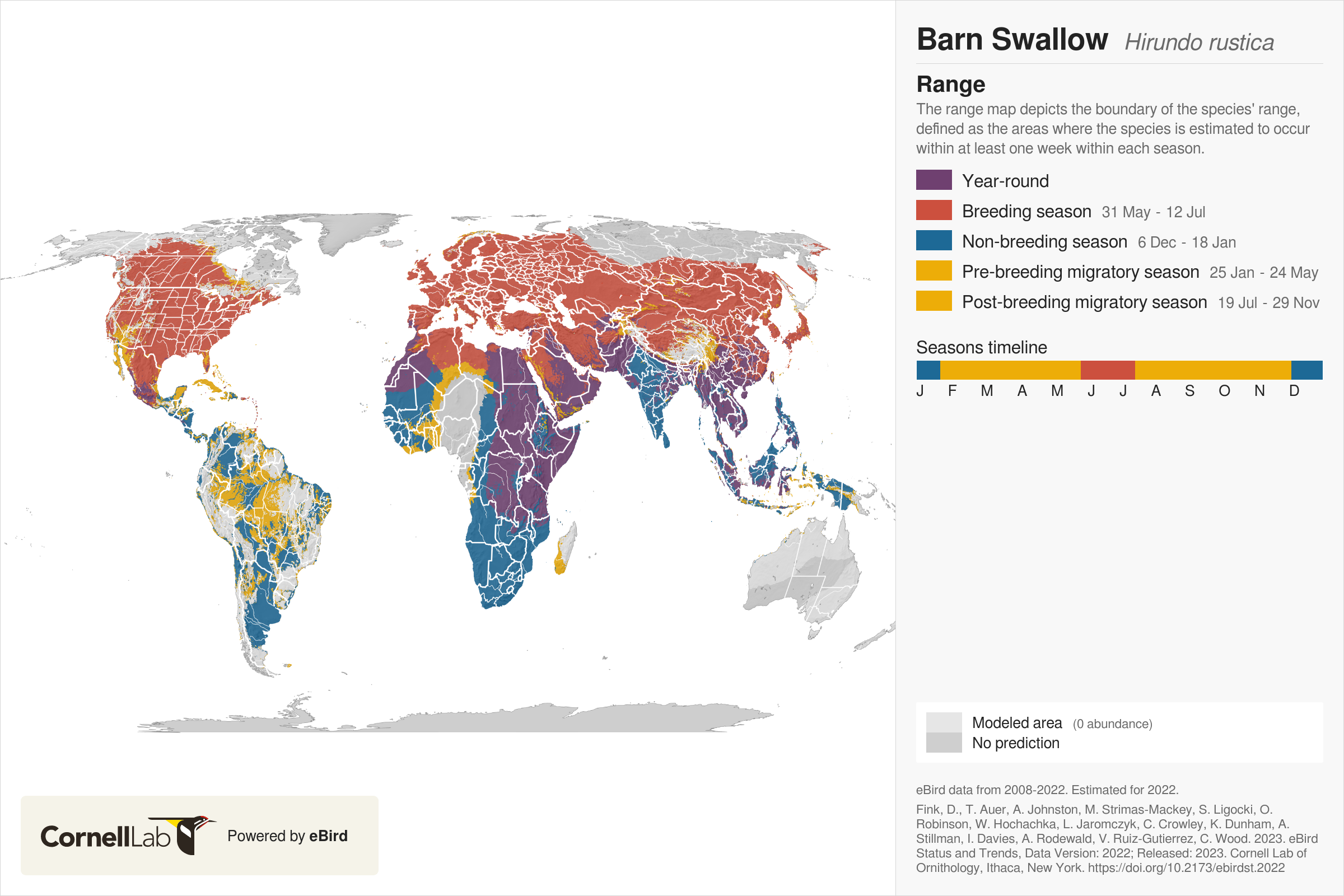 Barn Swallow Birds: Essential Guide & Info