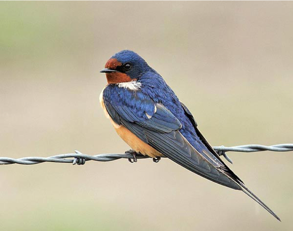 Barn Swallow Birds: Essential Guide & Info