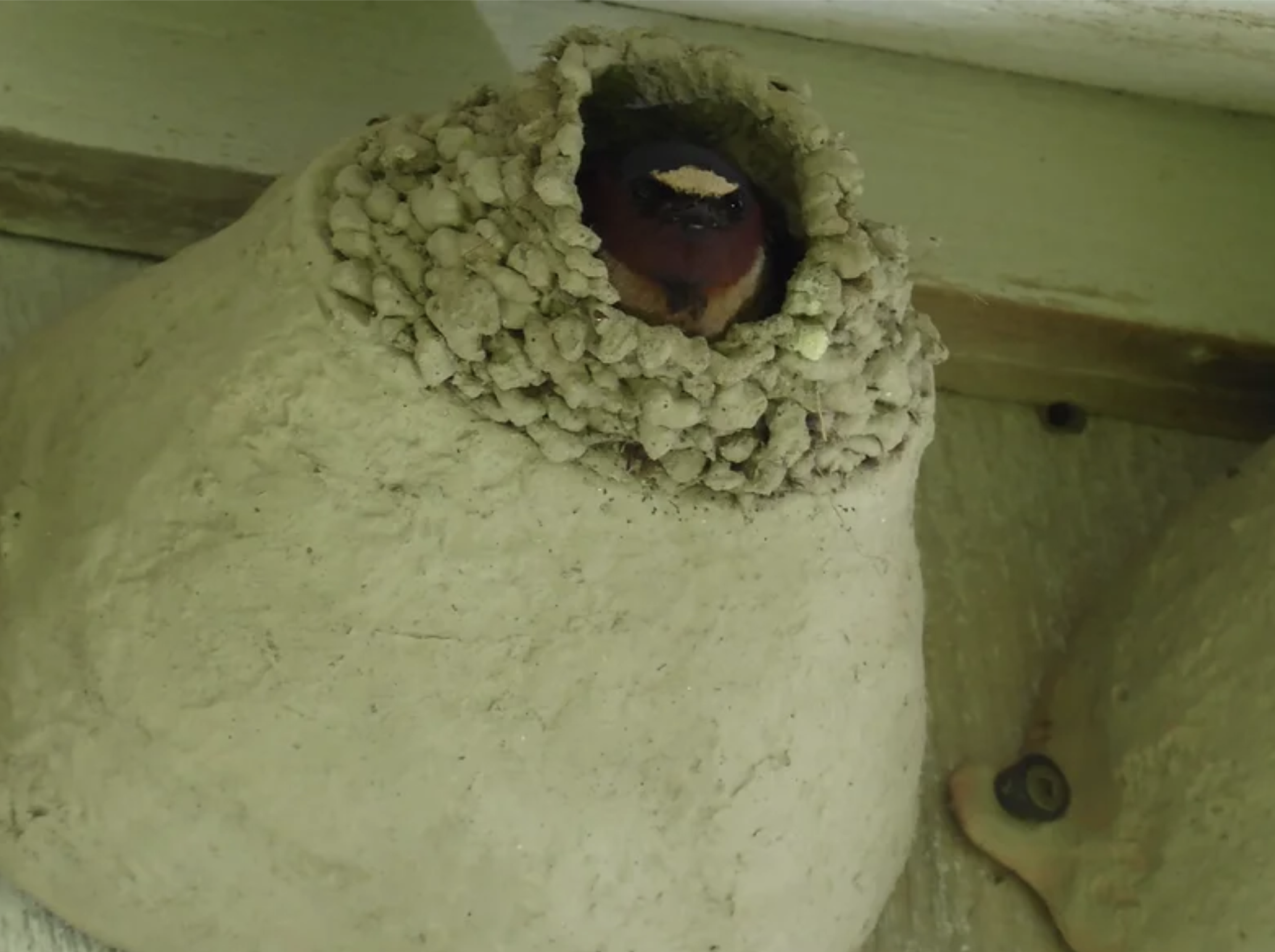 Cliff Swallow Nest: Artificial Clay Nests for Cliff Swallows — Swallow ...