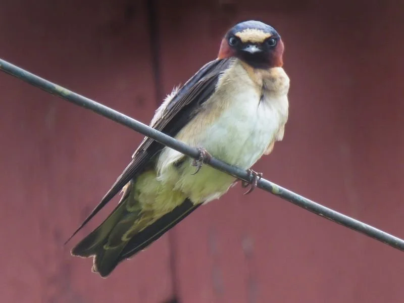 Cliff Swallow Species Information
