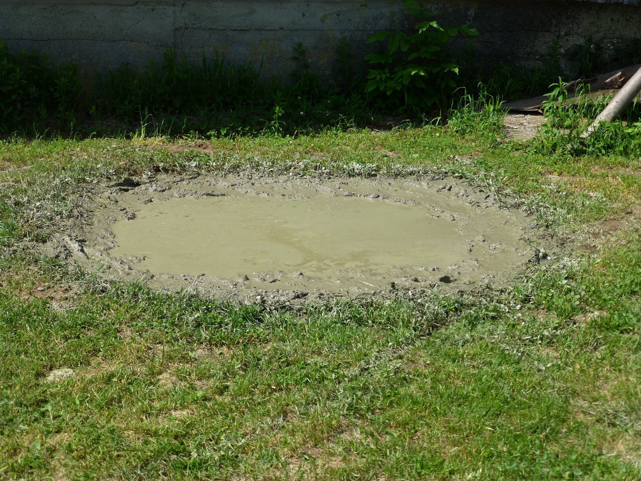Barn Swallow Birds: Creating Mud Sources — Swallow Conservation