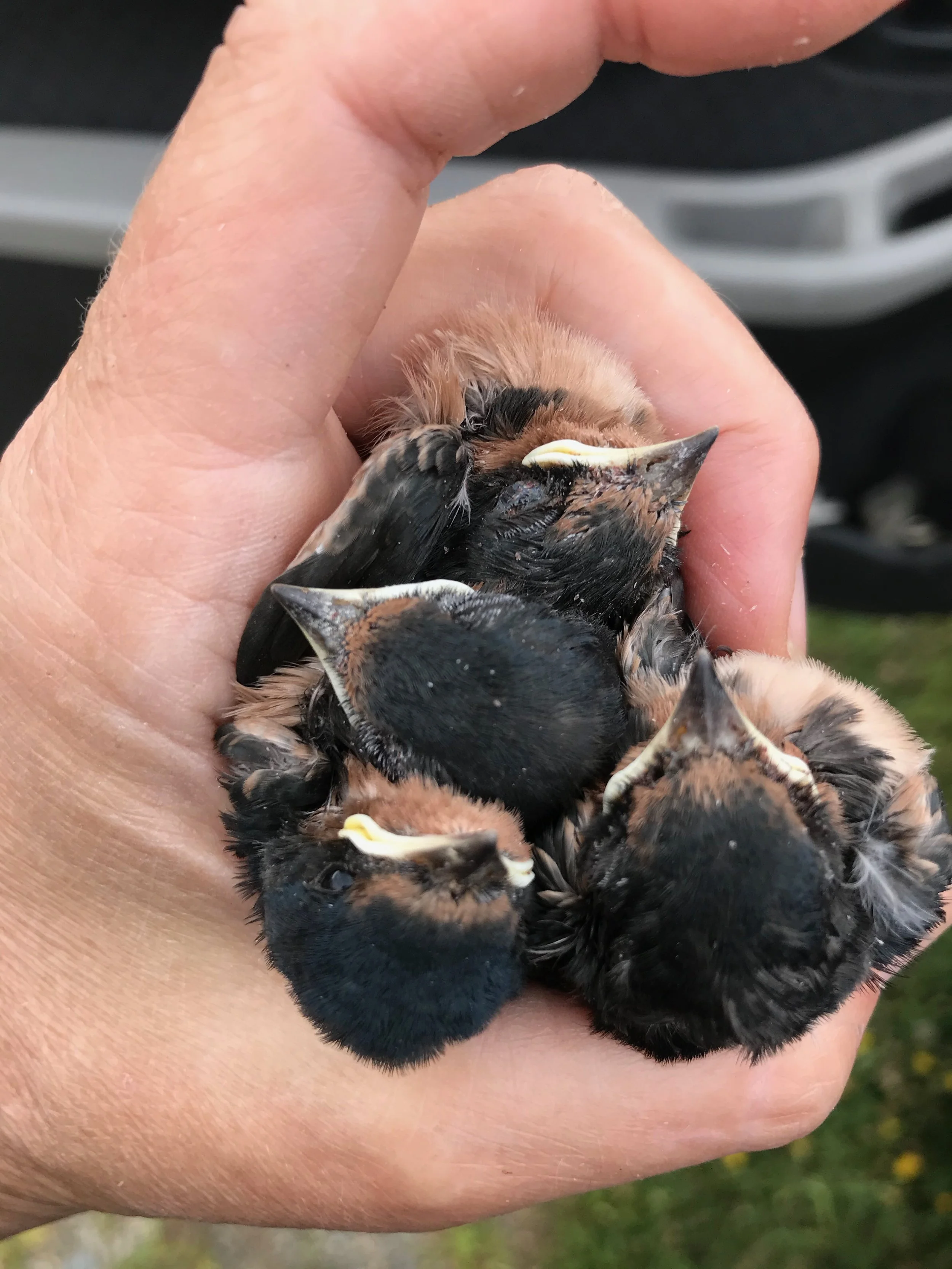 Swallow Nest Trends: 2023 Nesting Season Insights — Swallow Conservation