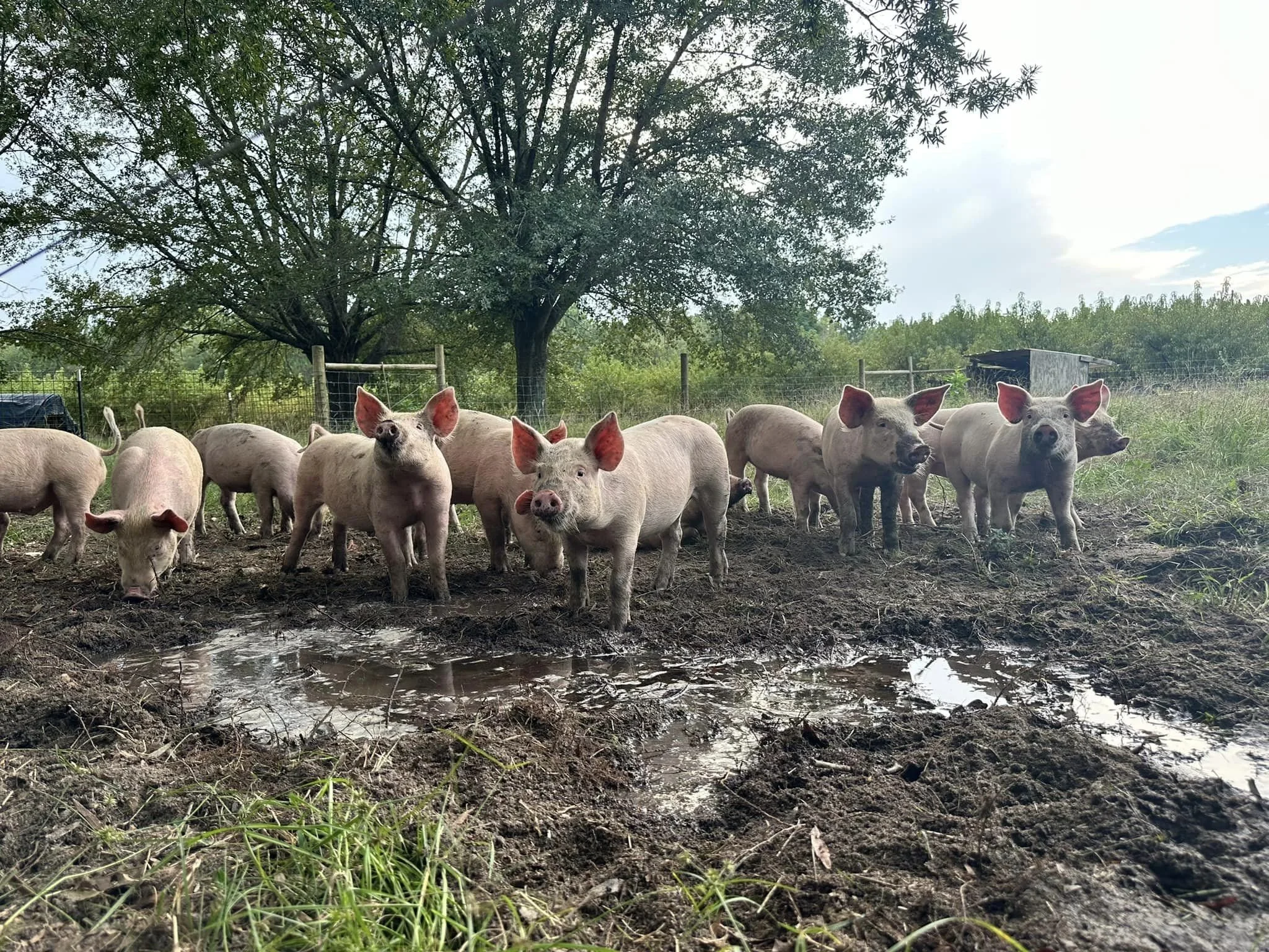 Ray Rauton Farms | High Quality Pastured Pork & Grass-Fed Beef | Ridge ...
