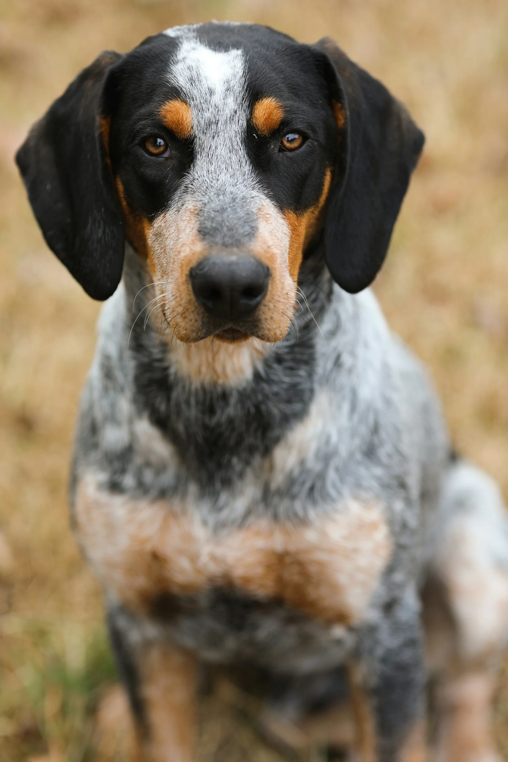 Coonhound & Foxhound Companions