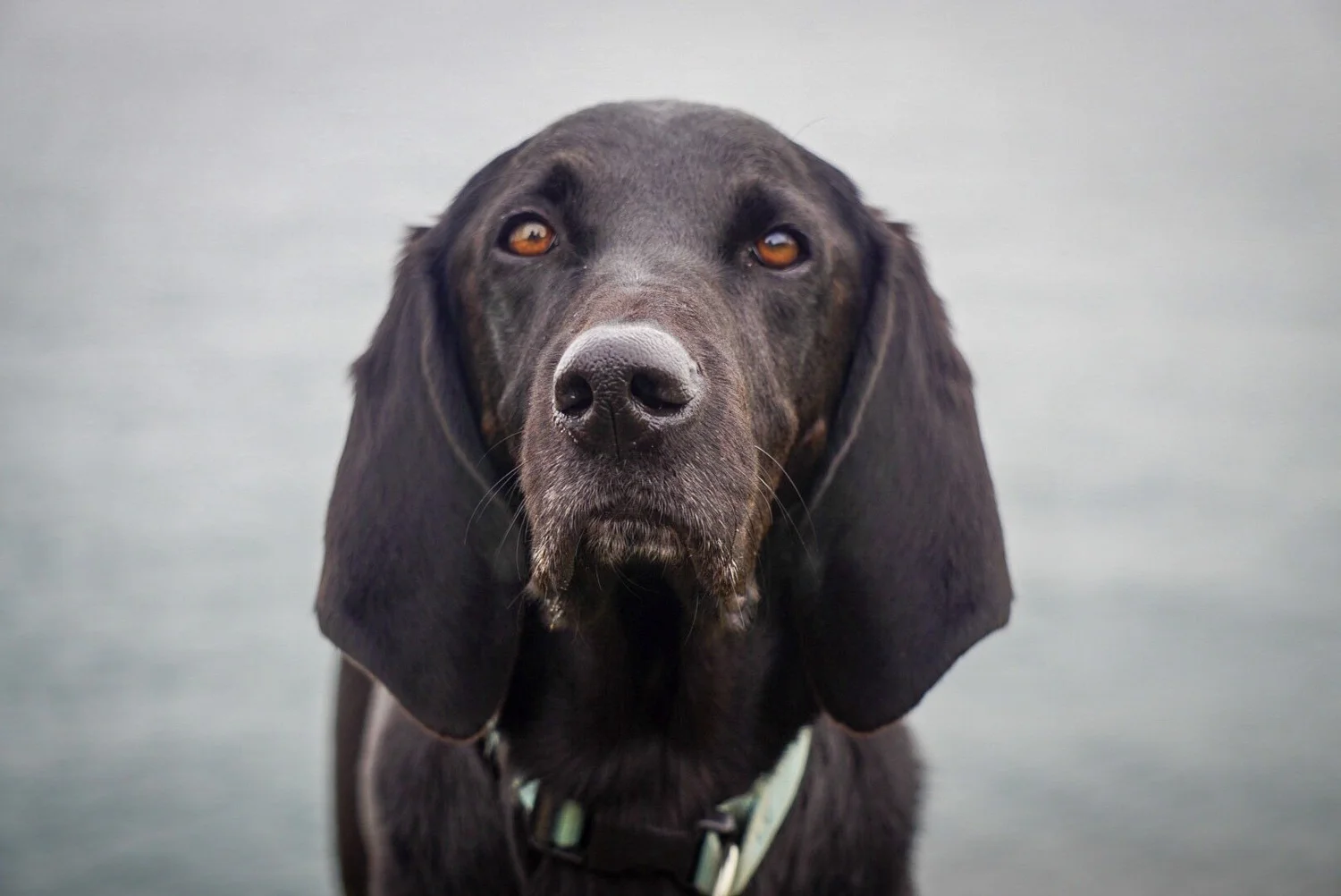 Adopting A Hound | Find Your Hound - Adopt Today — Coonhound & Foxhound ...