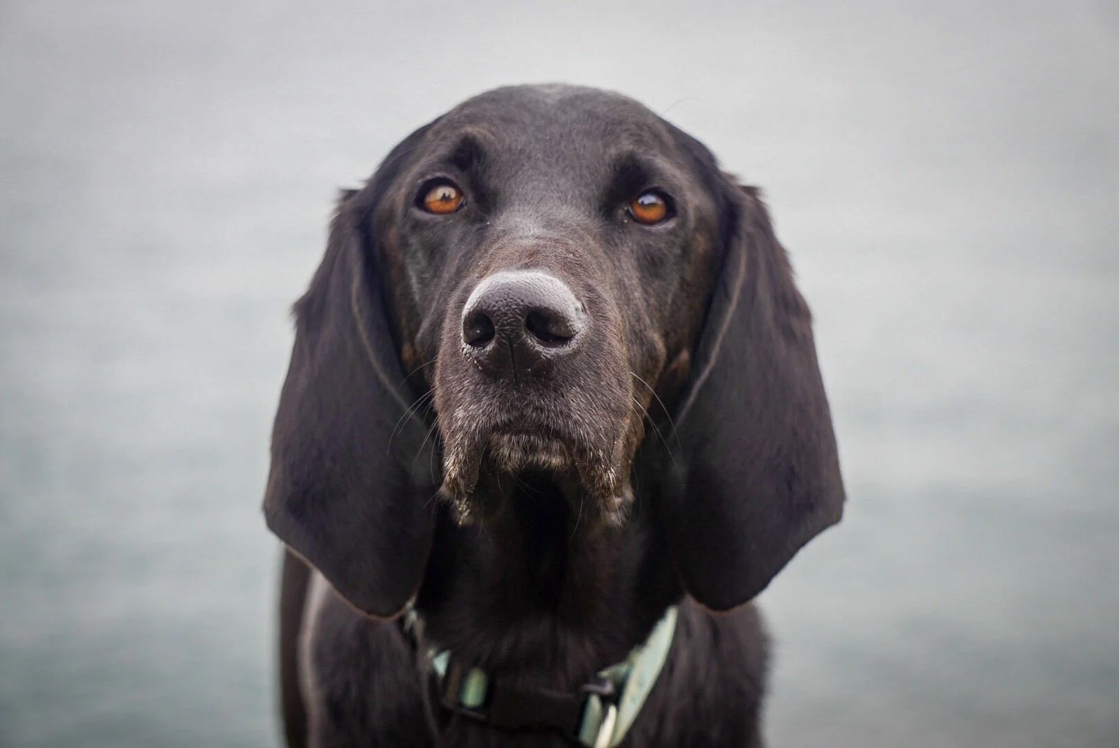 Adopting A Hound | Find Your Hound - Adopt Today — Coonhound & Foxhound ...