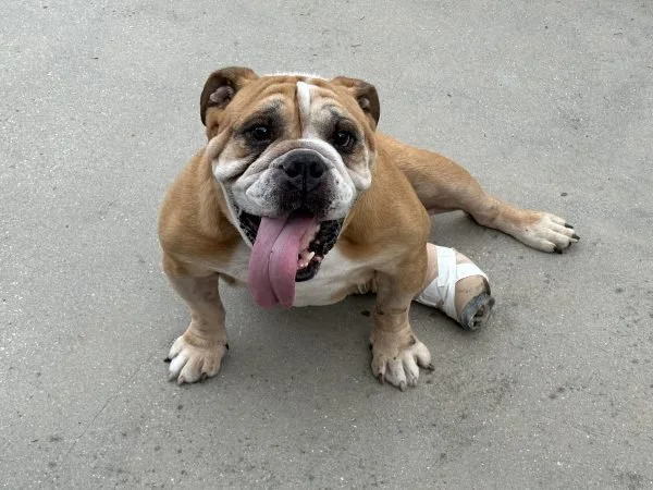 Available Bulldogs for Adoption | Florida Bulldog Rescue ...