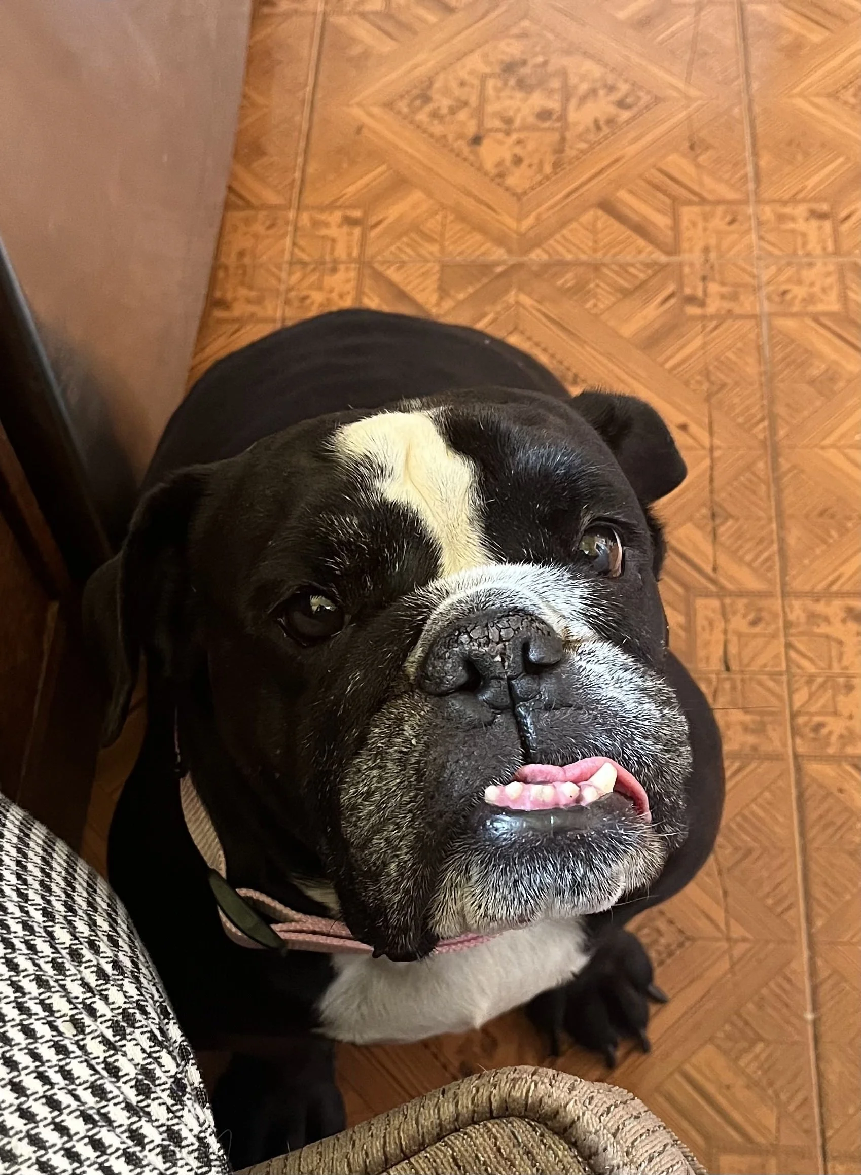 Available Bulldogs for Adoption | Florida Bulldog Rescue ...