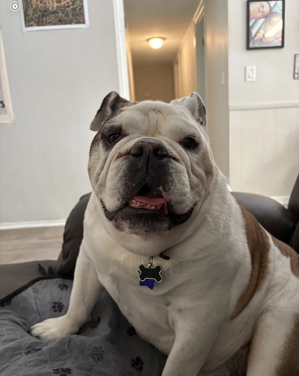 Available Bulldogs for Adoption | Florida Bulldog Rescue ...