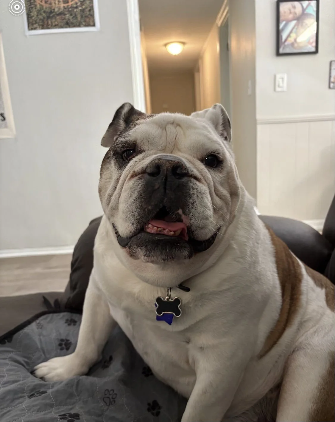 Available Bulldogs for Adoption | Florida Bulldog Rescue ...