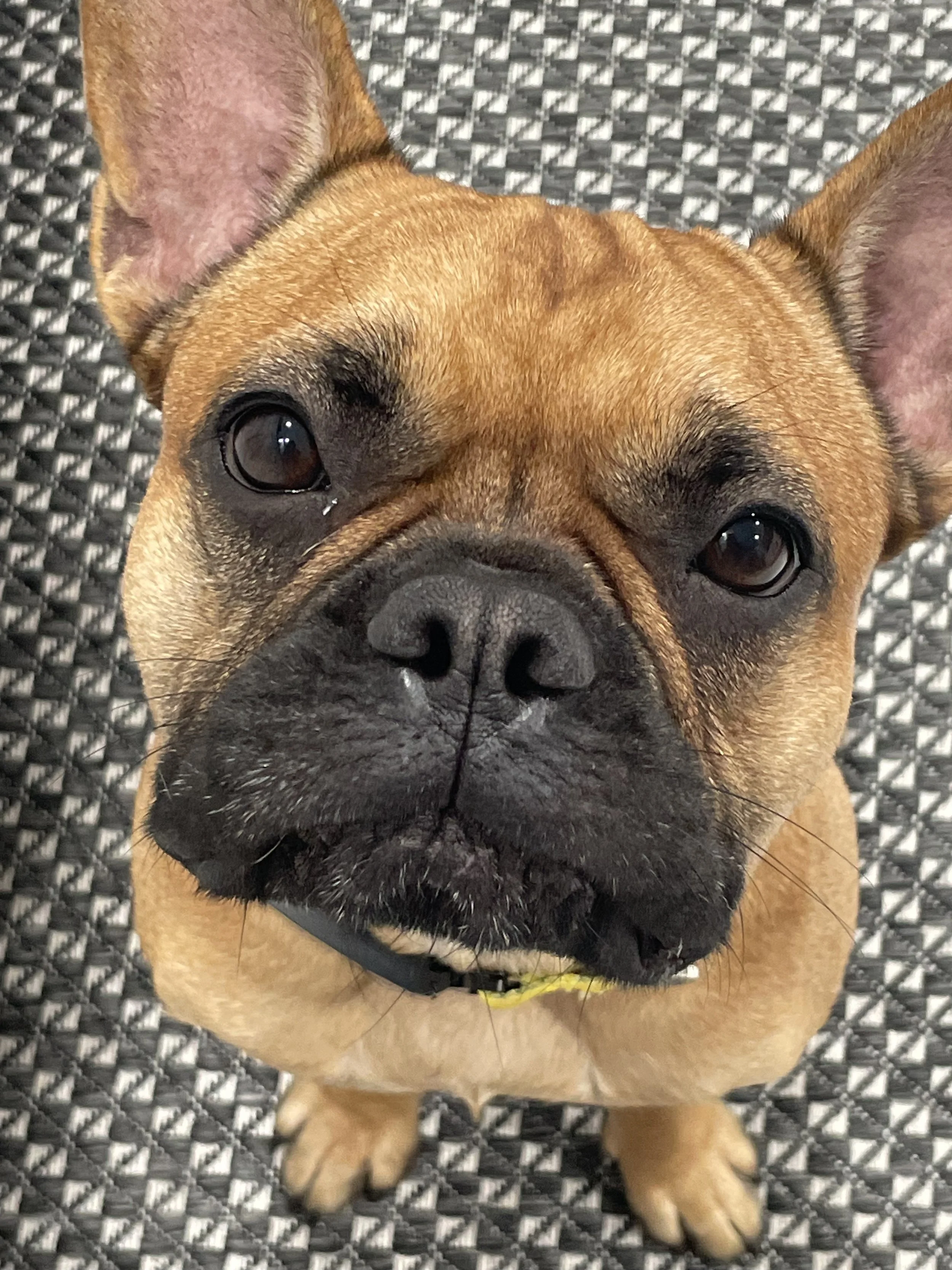 Available Bulldogs for Adoption | Florida Bulldog Rescue ...