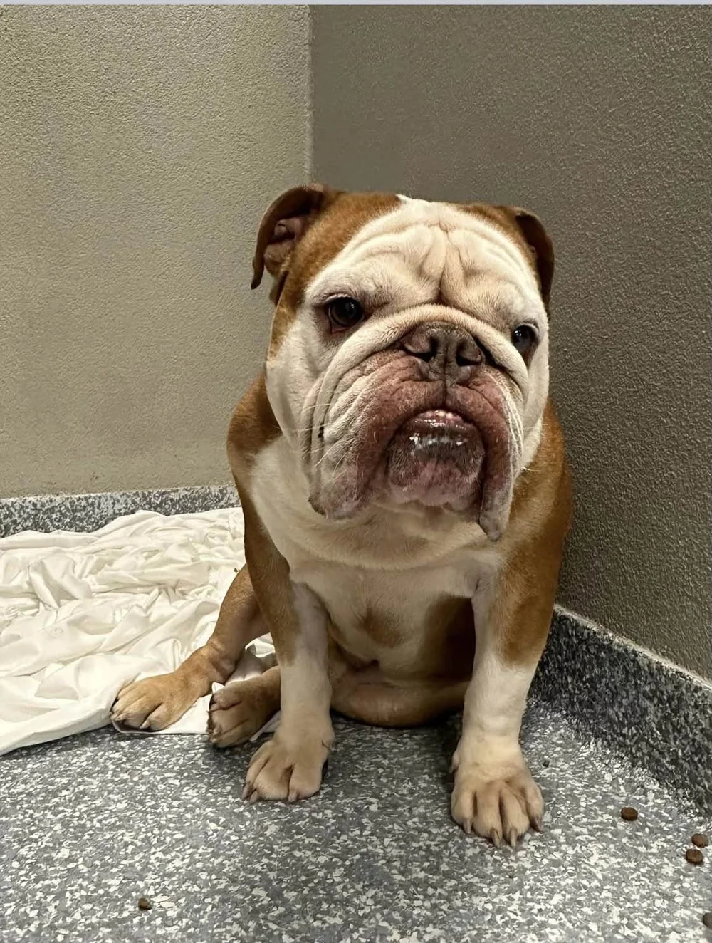 Available Bulldogs for Adoption | Florida Bulldog Rescue ...