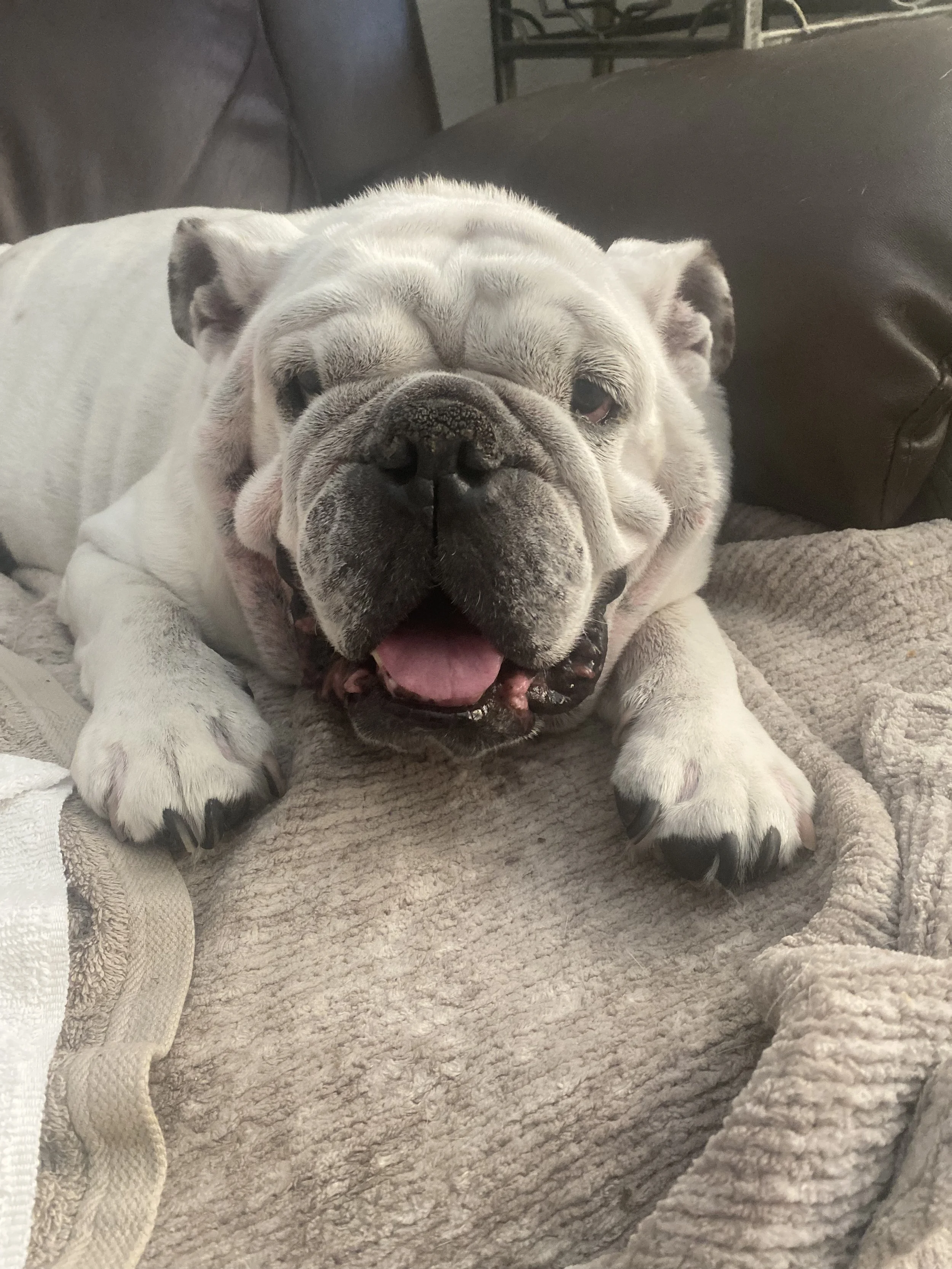 Available Bulldogs for Adoption | Florida Bulldog Rescue ...