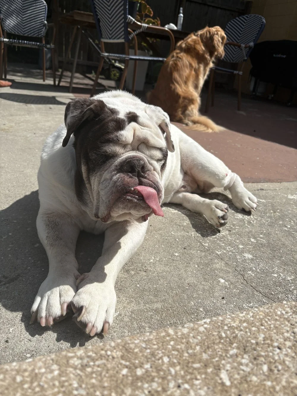 Available Bulldogs for Adoption | Florida Bulldog Rescue ...