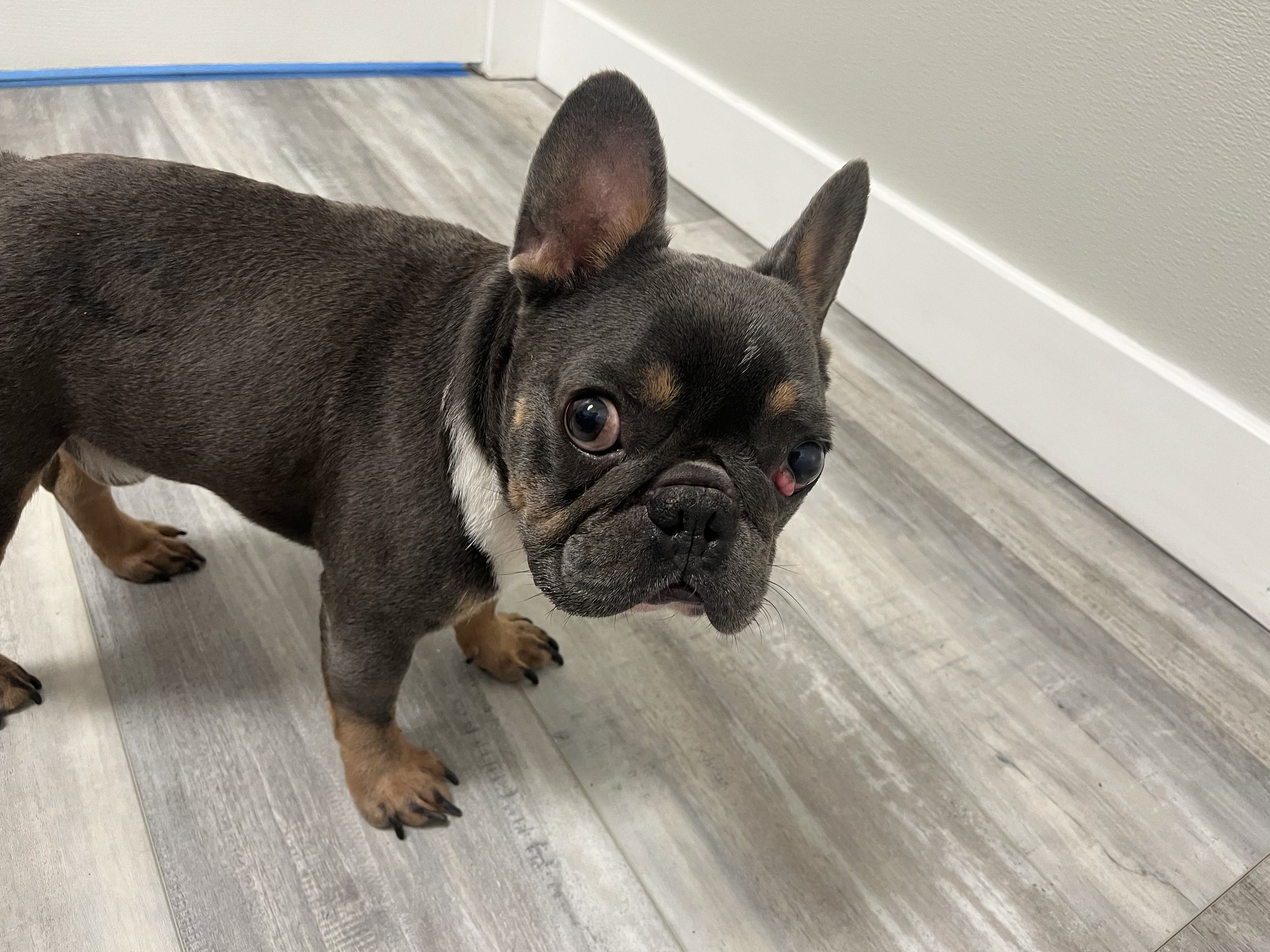 Available Bulldogs for Adoption | Florida Bulldog Rescue ...